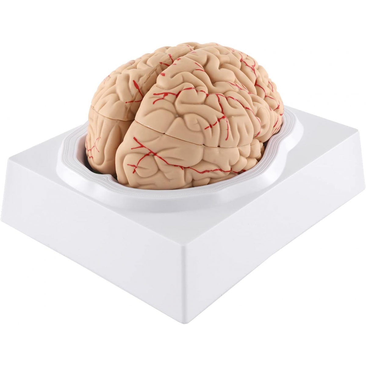 Brain Anatomy Bundle - Myaskro